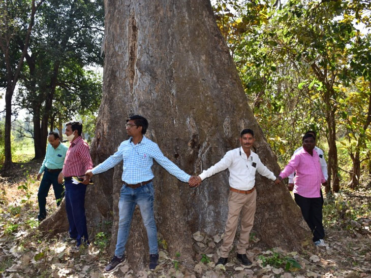Gujarat's 500 year old behda tree in Chunawadi village | ગુજરાતનું 500 ...