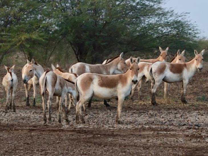 There are now only 61 Lesser florican left in the state, 6 Lesser ...