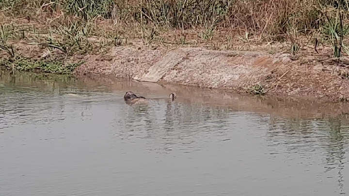 The body of a stranger was found in a canal passing through Wada ...