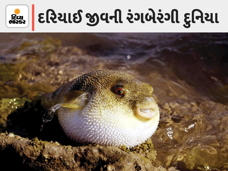 The island is located in the Marine National Park near Jamnagar ...