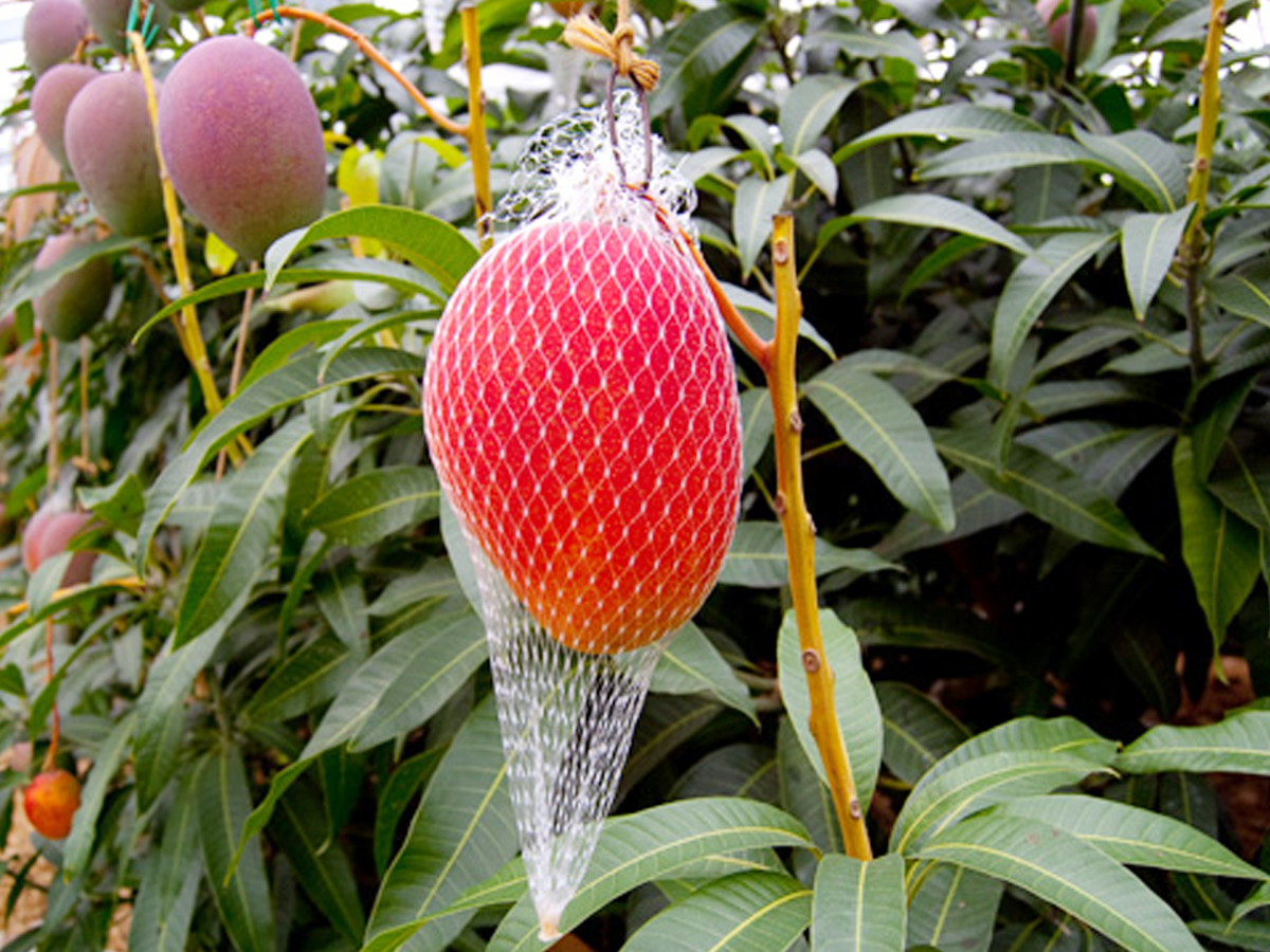 The price of this Japanese mango is 21 thousand rupees, sold at Rs. 2 ...