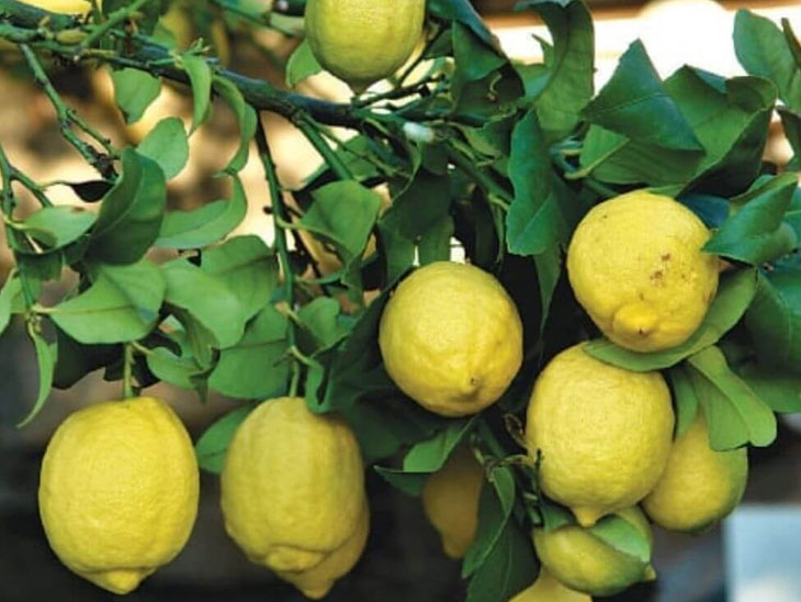 The farm which used to have 40 mounds of lemons three years ago, now ...