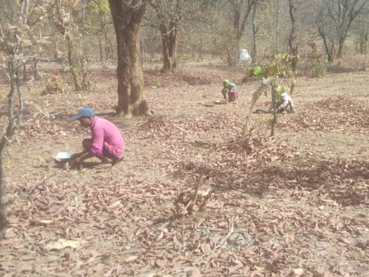 It is estimated that the tribal people of Central Gujarat will get more ...