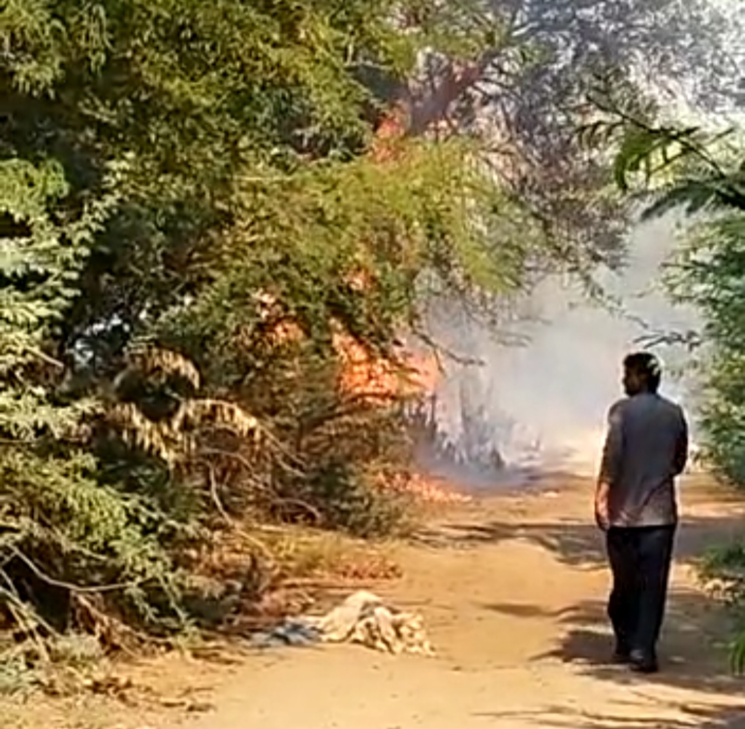 A fire broke out on the road to Malkasar Lake in Nagwada and 50 neem ...
