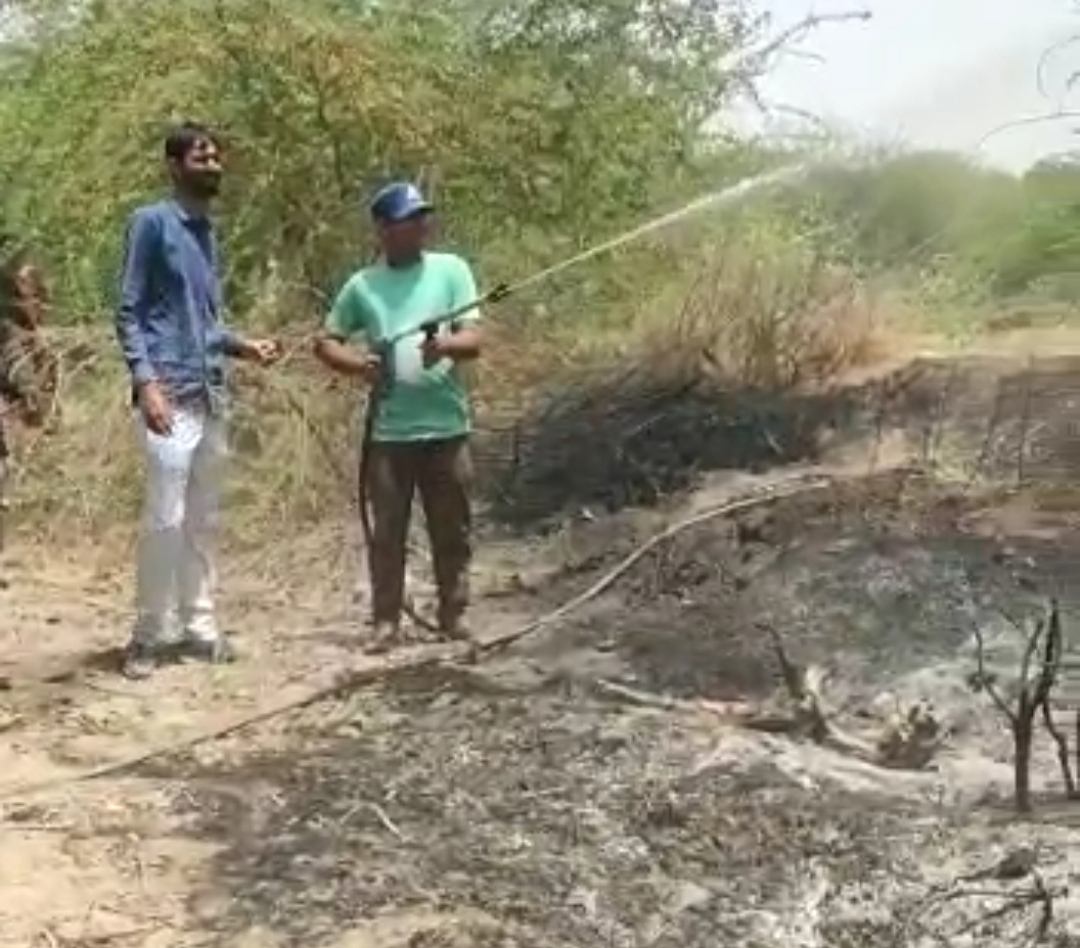 A fire broke out on the road to Malkasar Lake in Nagwada and 50 neem ...