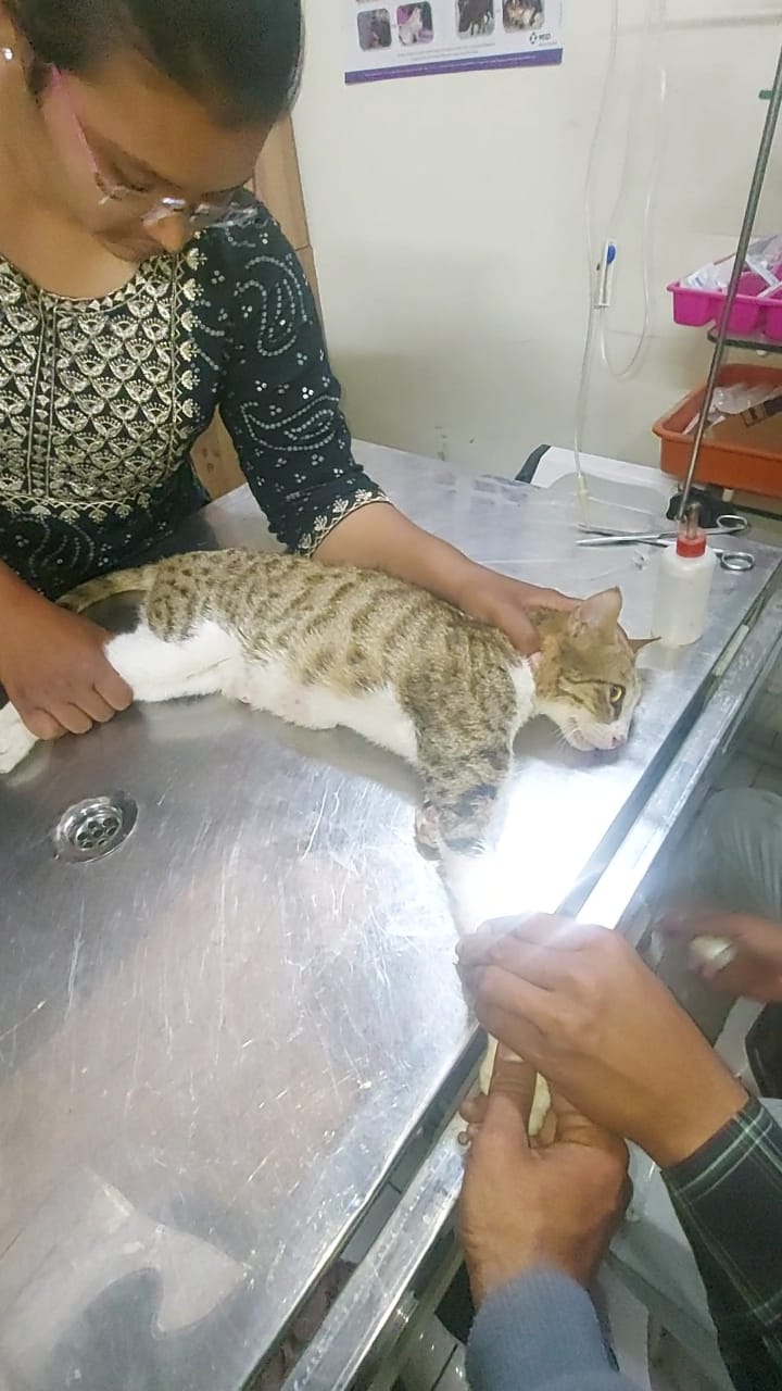 K-9 Safe Animal Helpline in Jamnagar has so far saved the lives of over ...