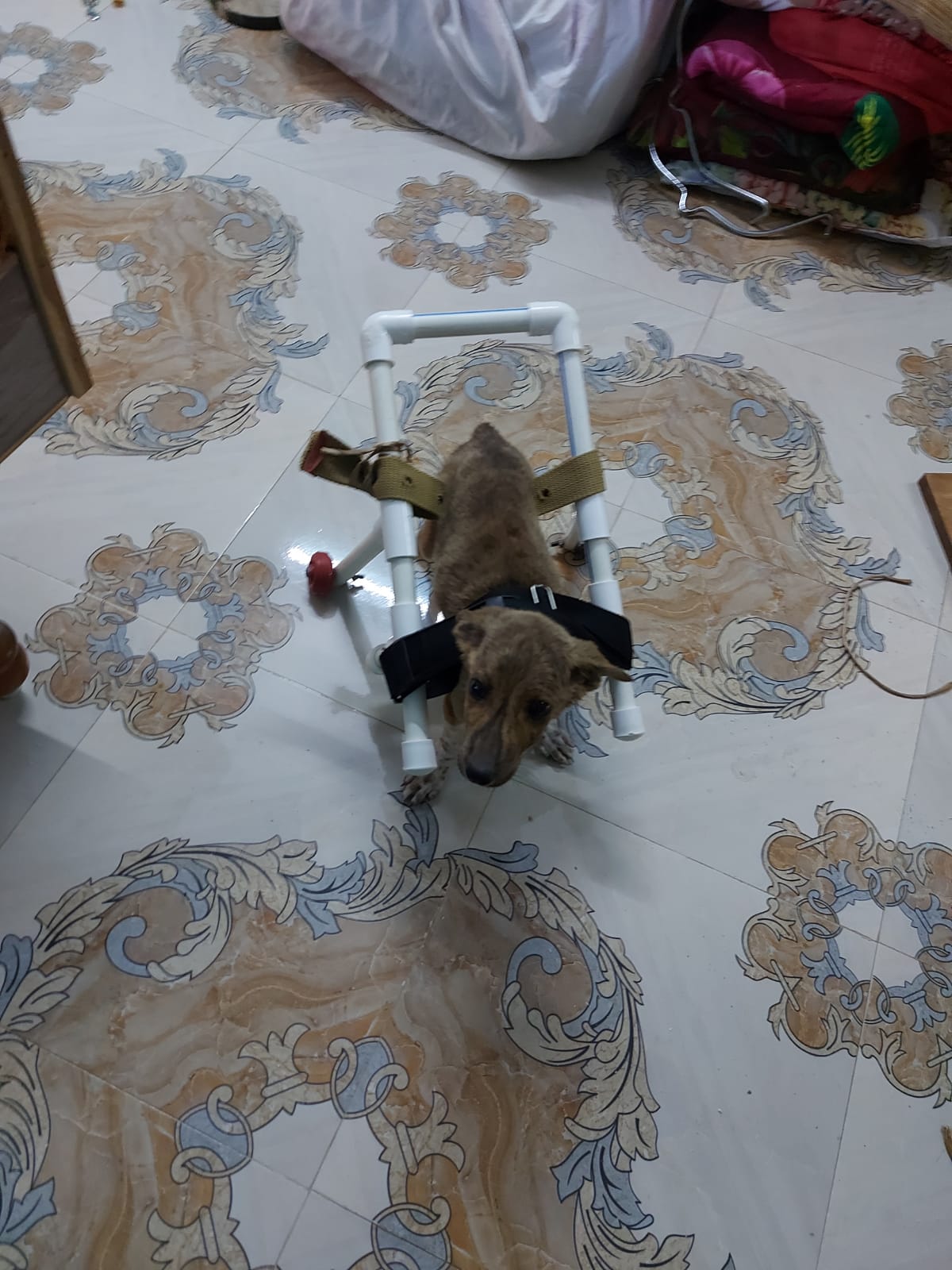 K-9 Safe Animal Helpline in Jamnagar has so far saved the lives of over ...