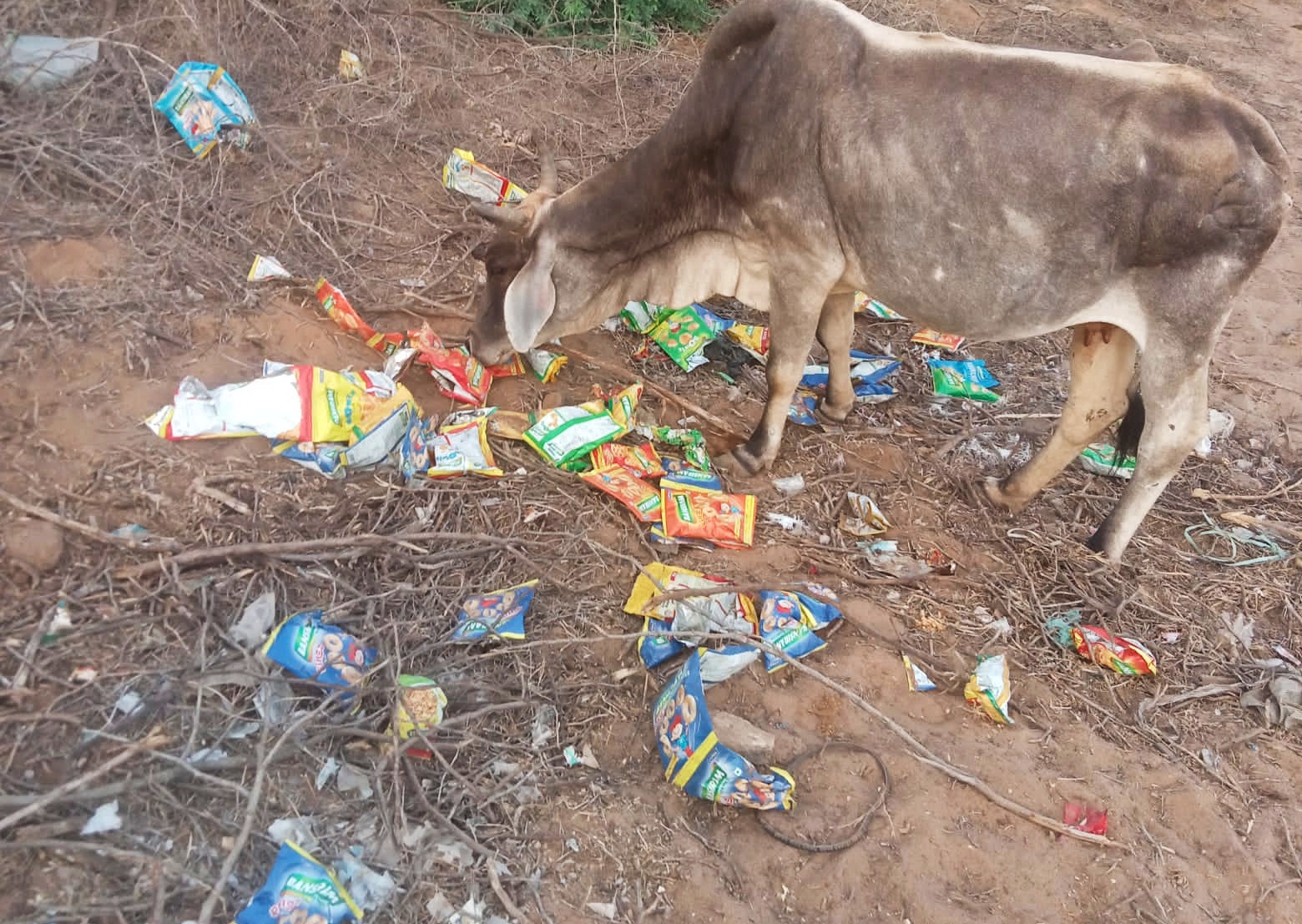 Dangerous for salted cows with expired expiration date thrown in public ...