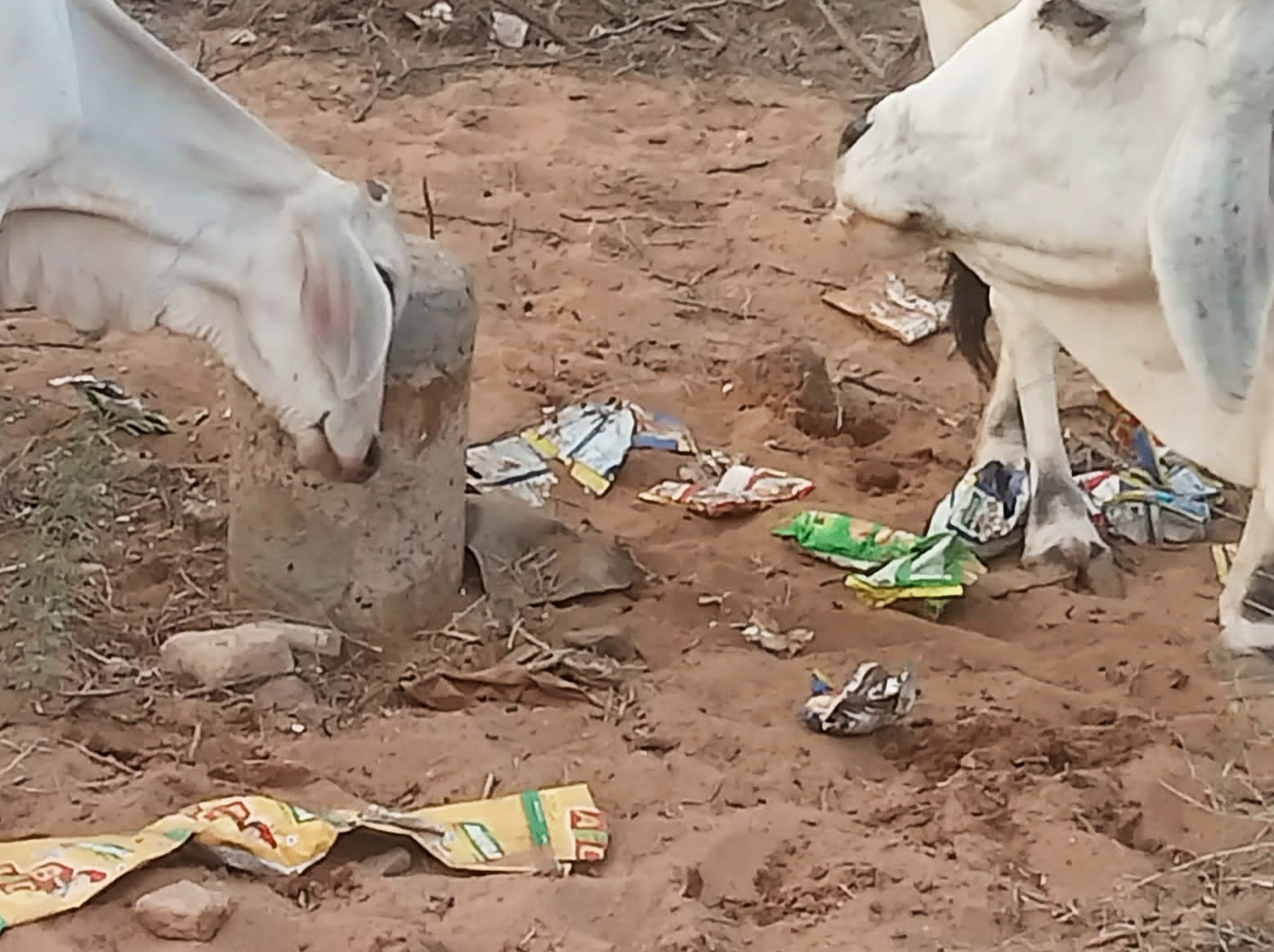 Dangerous for salted cows with expired expiration date thrown in public ...