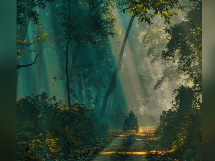 વિશ્વ પર્યાવરણ દિવસ પર દેશભરના ખુલ્લા વન વગડાની એક ઝલક, જેનો જાદુ દરેક ...