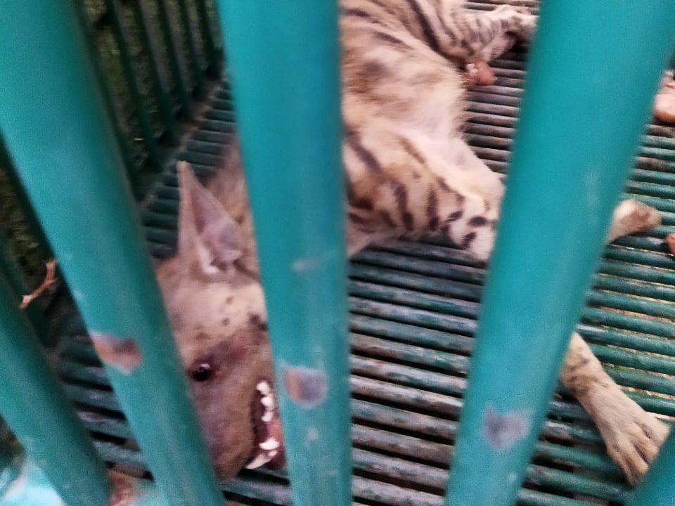 Zarakh attacks woman going to field in Patiala; After 10 hours of ...