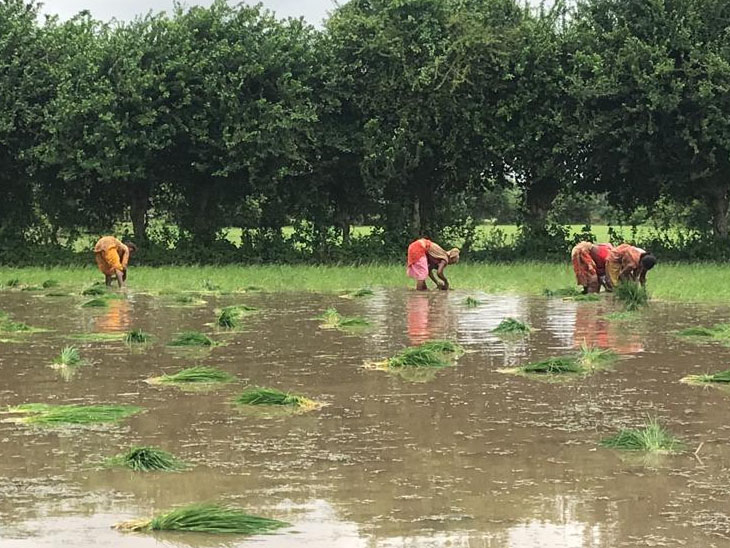 Anand district receives 51.56% rainfall in July Increase in planting of ...