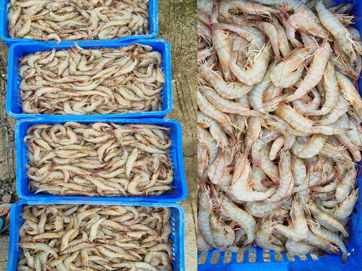 'White spot' disease appears in crayfish ponds at Dandirod, sudden rise ...