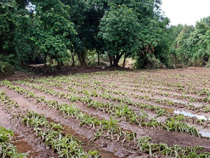 About 11,000 farmers suffered heavy crop damage in 3,000 hectares due ...
