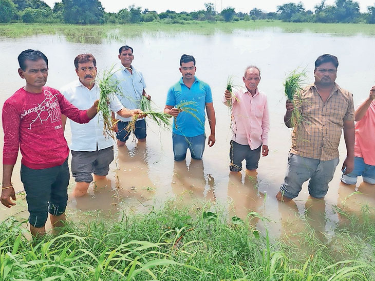 Farmers have lost lakhs due to floods in the fields of 14 villages of ...