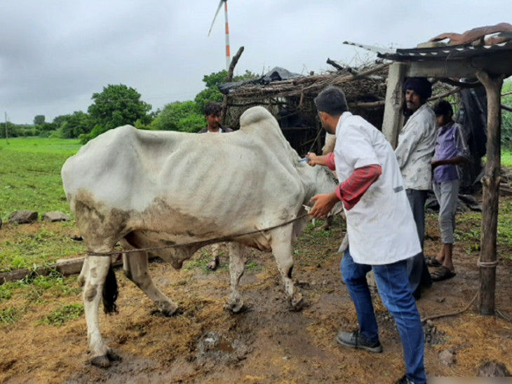 In Veernagar village of Atkot, lumpy virus appeared in two cattle, both ...
