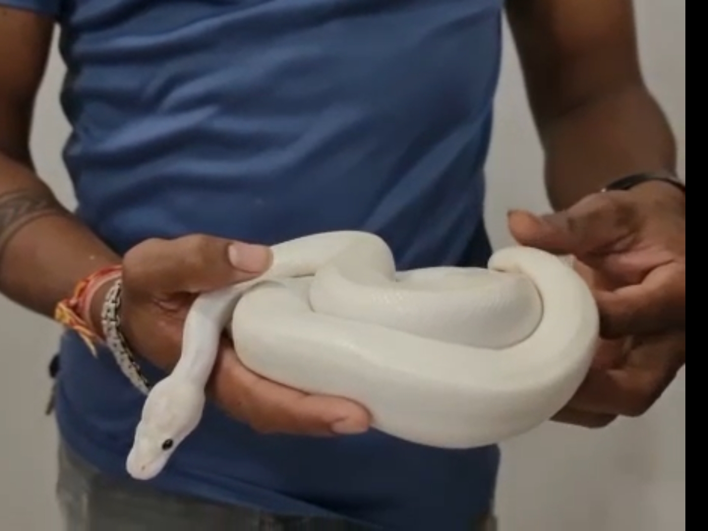 Police set up dummy customer to order African white snake on Instagram ...