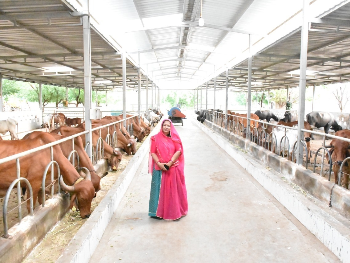 Raised more than 100 Gir cows of Gujarat and built a cowshed, employing ...