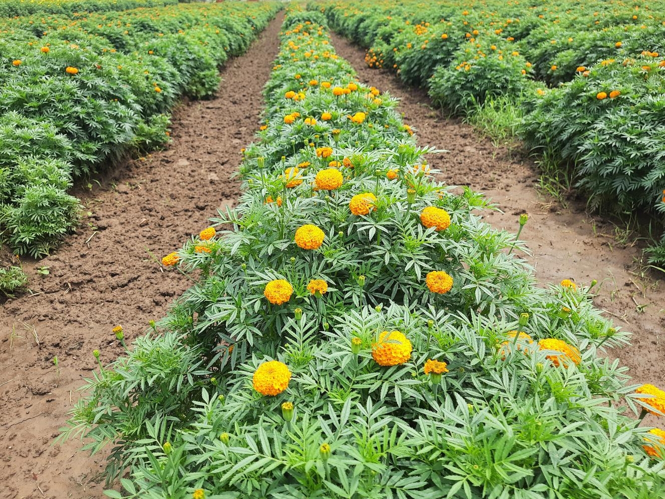 Leaving traditional farming, he is earning good income by cultivating ...