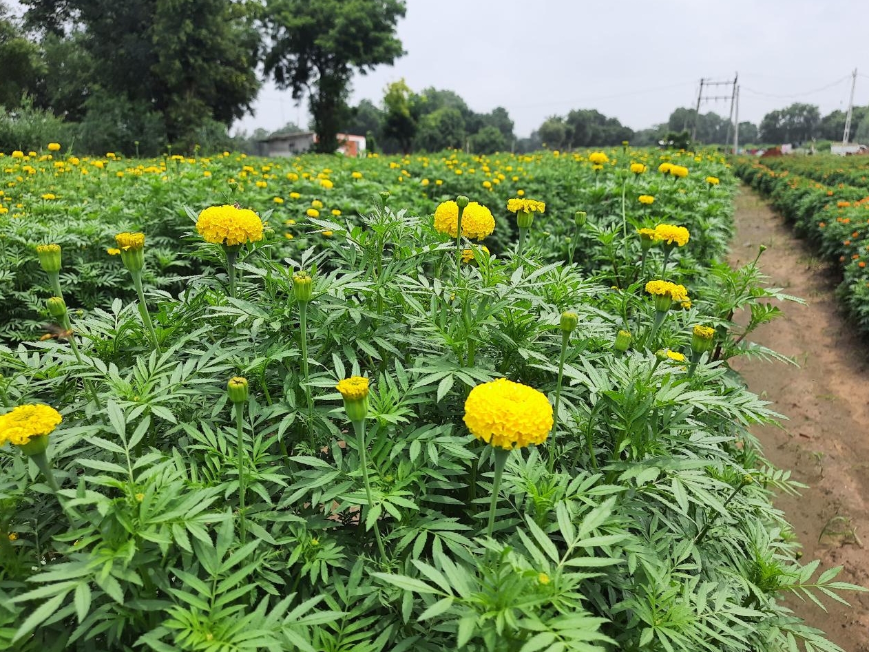 Leaving traditional farming, he is earning good income by cultivating ...
