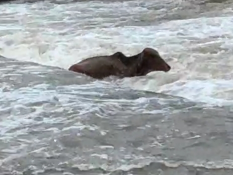 Locals heaved a sigh of relief after a cow got stuck in Rupen river of ...