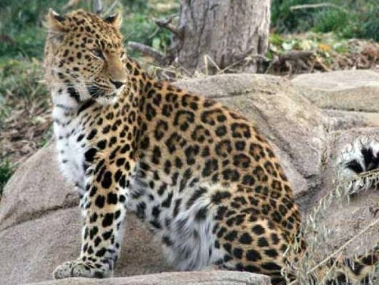 A 4-year-old Bhaniya, who came to his maternal home in Ghoghamba, was ...