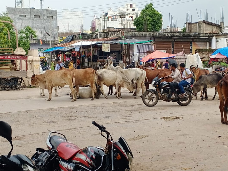 Stray cattle in Pethapur health center and ST stand | રોષ: પેથાપુરના ...
