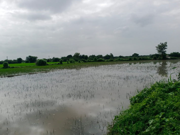 Erosion of dagar crops in 300 bighas in Kaloli and Pathapura | પાકનું ...