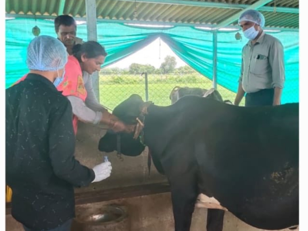 Today in Banaskantha district 702 cattle affected by disease, 19 cattle ...