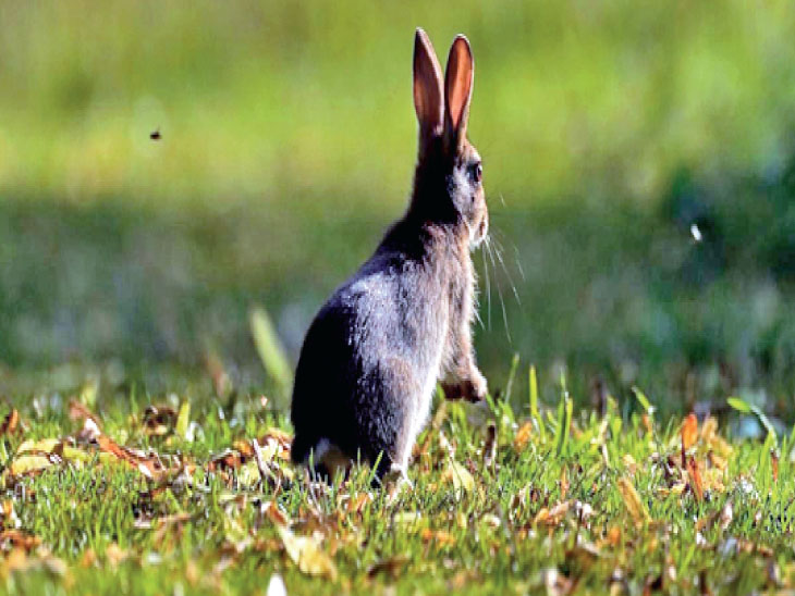 Australia got 24 rabbits from England 150 years ago, now it's a big ...