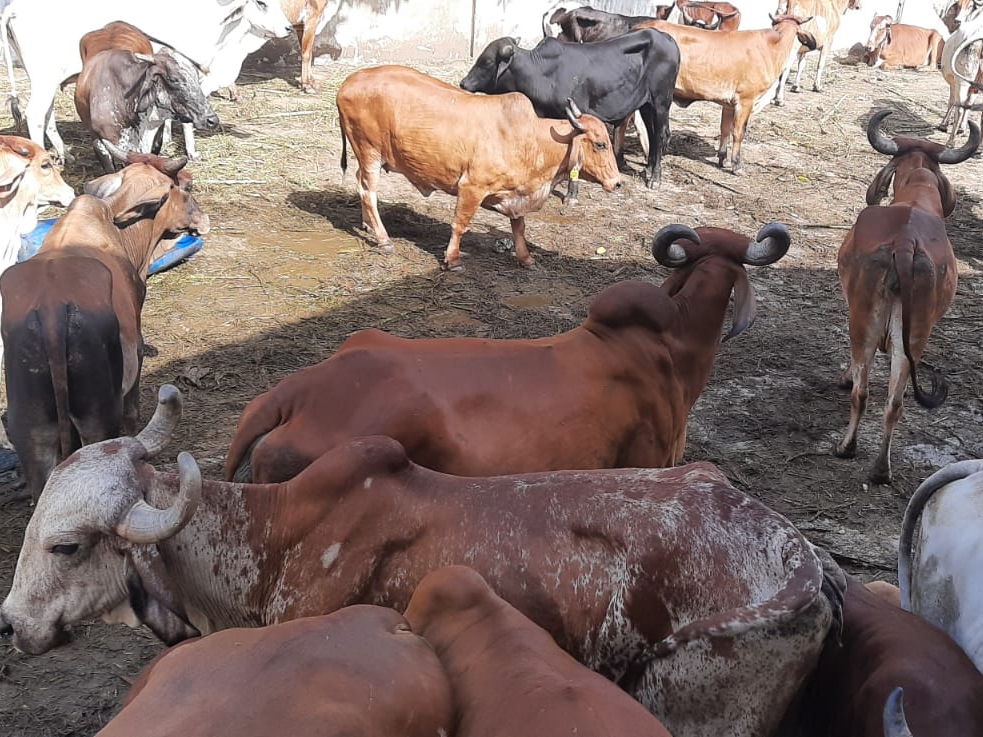 Karamsad Municipality undertakes drive to catch stray animals, bins ...