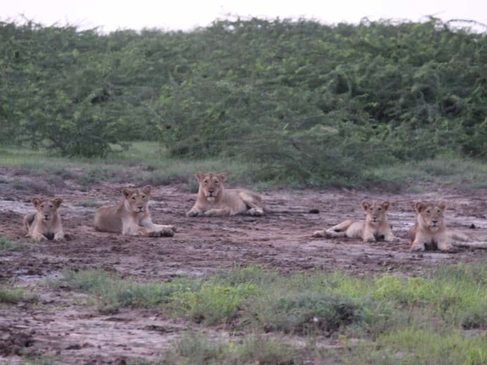 Forest department rescued 5 disabled lions near Babarkot village of ...