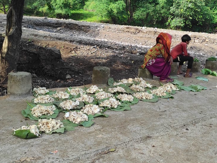 Tribal people who earn their livelihood from mushroom (bamboo flower ...