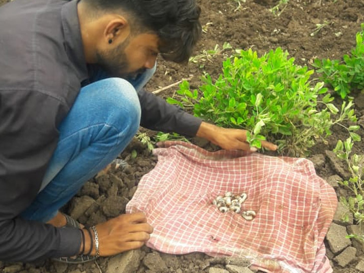 Farmer's hard work has been eaten by moths, groundnut crop has dried up ...