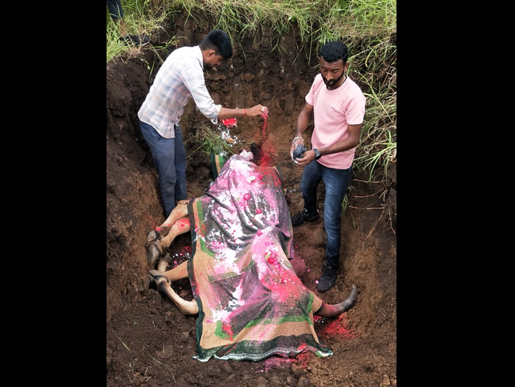 2 cows, 1 bull died due to lumpy virus in Gudran village of Talala