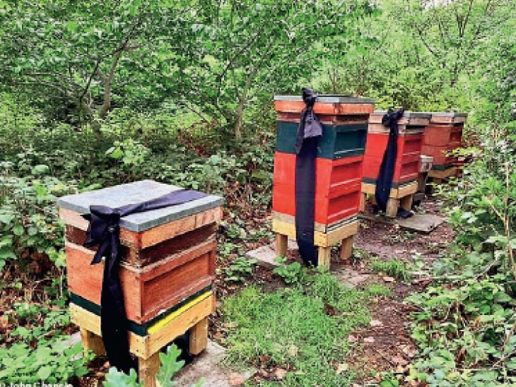 One such custom, passed down to one million bees of the royal family ...