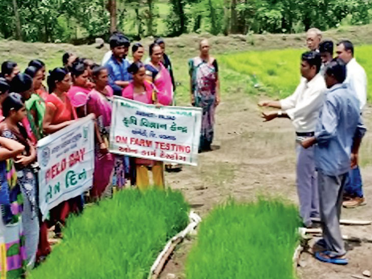 Developed a method of preparing rice paddy on plastic | કૃષિ ભાસ્કર ...