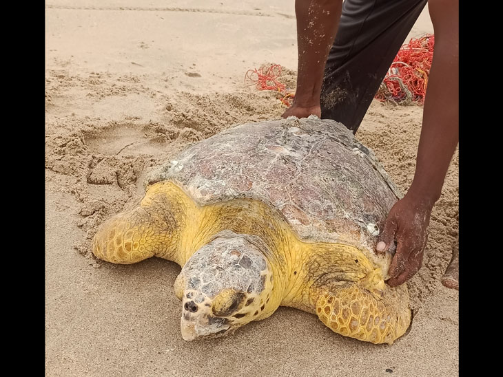 A rare turtle 'Hawk's bill turtle' was found on the coast of Mandvi ...