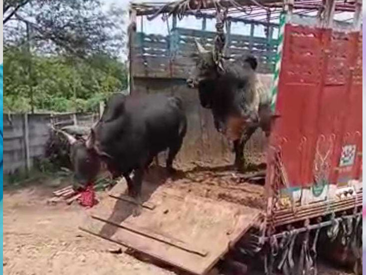 Panchot Gram Panchayat caught 126 stray cattle in 7 days and sent them ...
