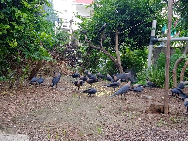 માંગરોળના સતિષભાઈ બારેમાસ કરે છે કાગવાસ, સવાર થતા જ કાગડાનું ટોળું ...