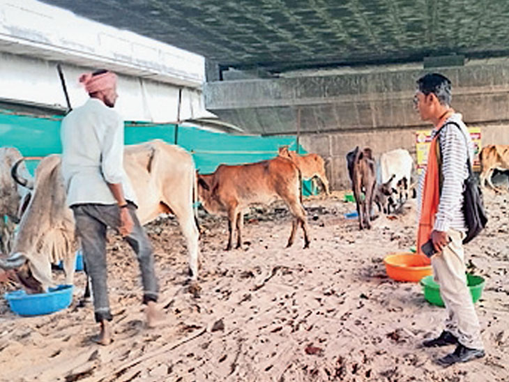In Siddhapur, cow devotees started an isolation ward for the treatment ...