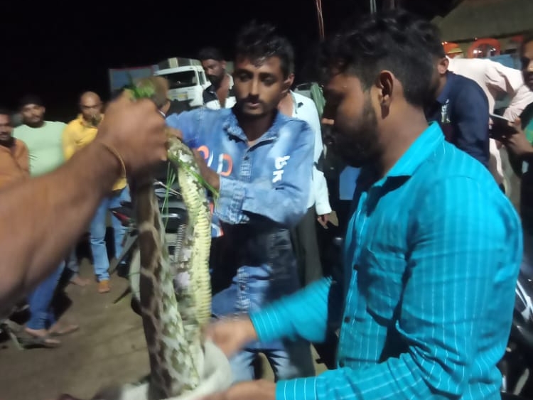 Una's Ganga village spotted 10-foot giant python, rescued by forest ...