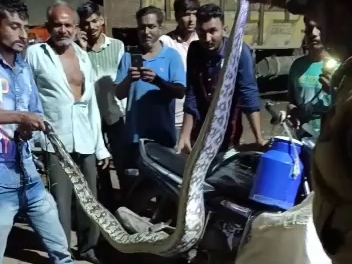 Una's Ganga village spotted 10-foot giant python, rescued by forest ...