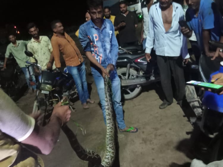 Una's Ganga village spotted 10-foot giant python, rescued by forest ...