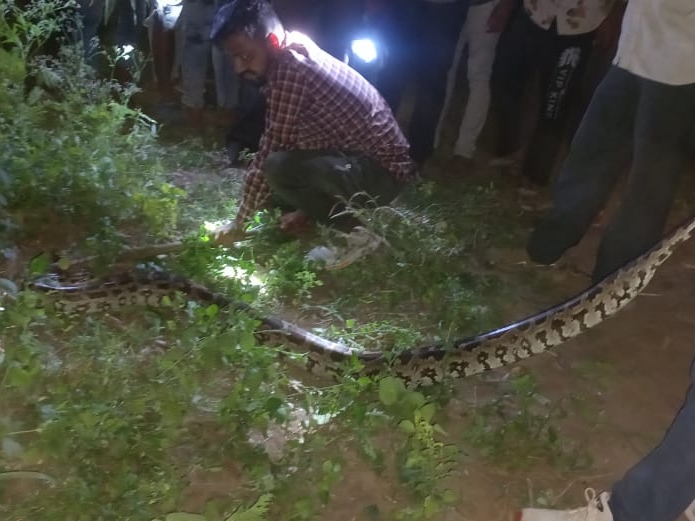 A giant python of 8 to 10 feet was caught from the village of Una ...
