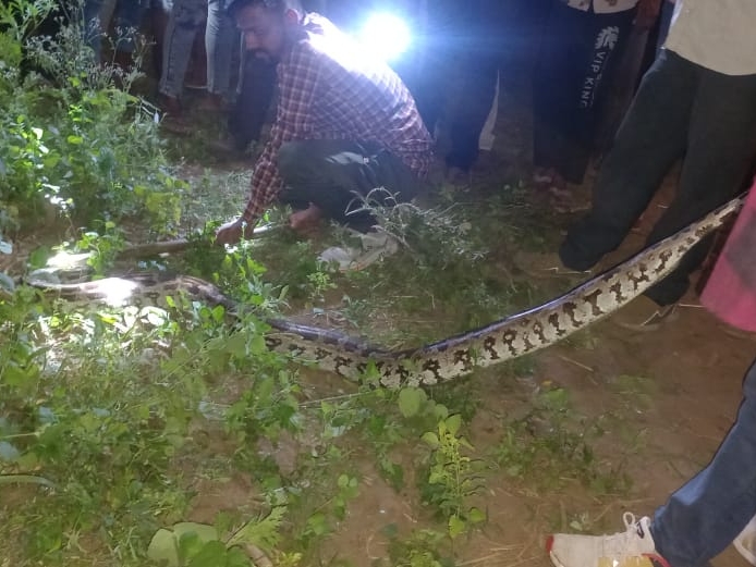 A giant python of 8 to 10 feet was caught from the village of Una ...