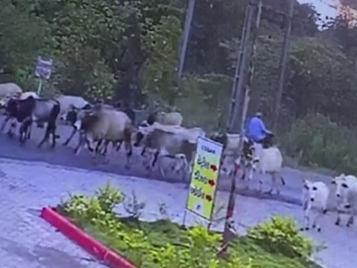 CCTV footage was found in the investigation of the death of 21 cows ...