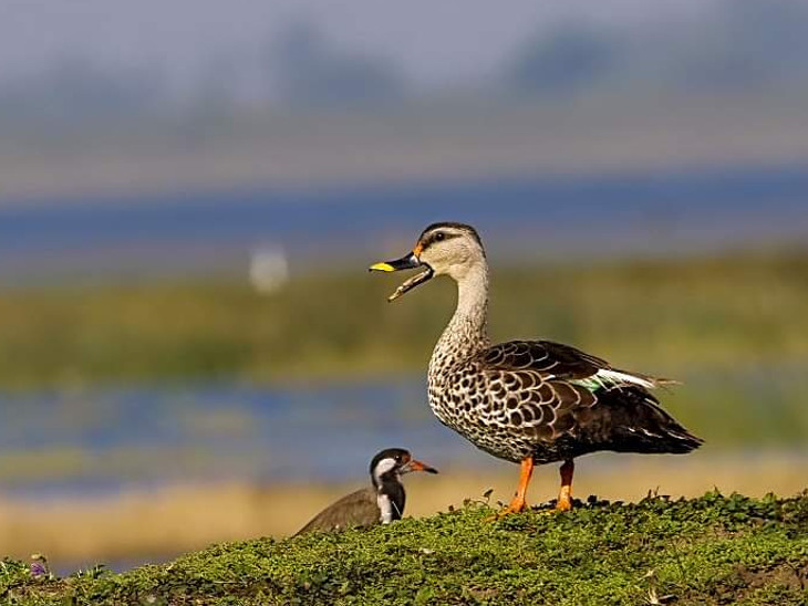 Migratory birds begin arriving at Vadhwana Bird Sanctuary, bird and ...