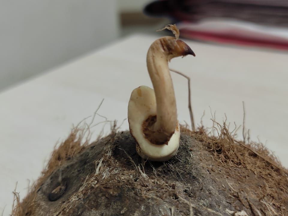 Devotees of Patan took darshan in Mataji's temple when a goose came out ...