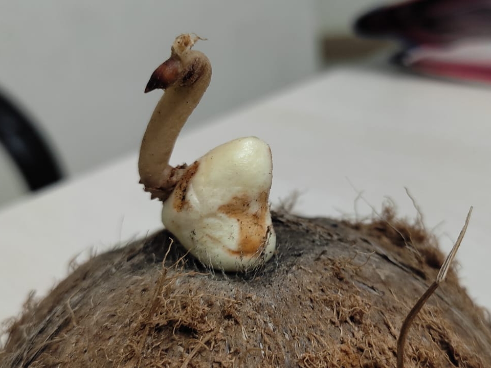 Devotees of Patan took darshan in Mataji's temple when a goose came out ...